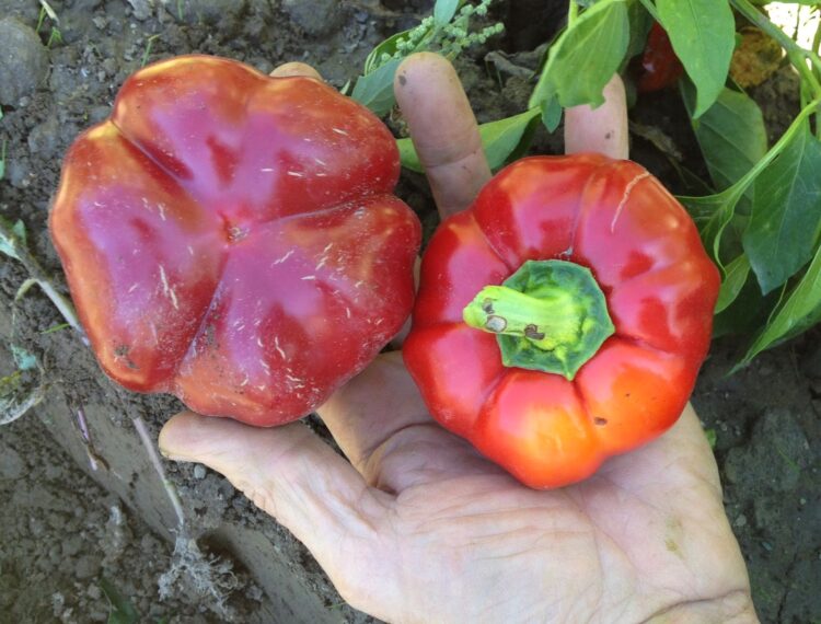 Pimento Peppers Information - LEARN