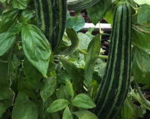 Armenian Cucumber Information - LEARN