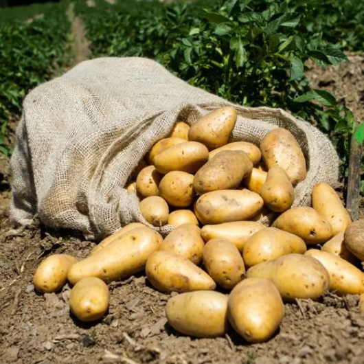 White Potatoes Information - LEARN